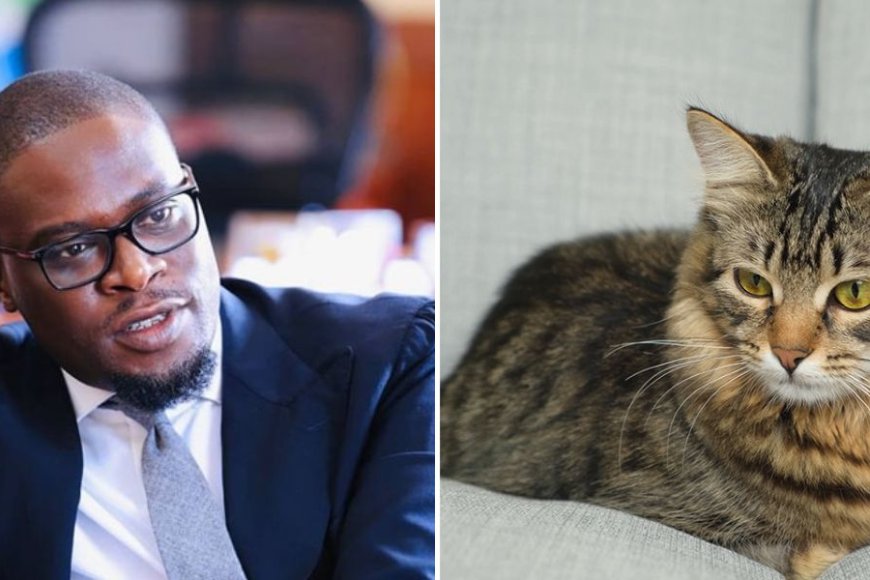 Sakaja Warned On Proposal To Force Nairobi Cat Owners To Pay Ksh200 Tax ...