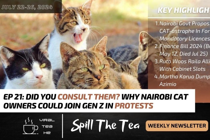 Did You Consult Them? Why Nairobi Cat Owners Could Join Gen Z In ...