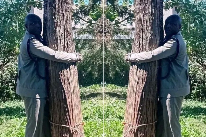 Police Intervene After OCS Joins Viral Tree-Hugging Challenge - Vantage Ke
