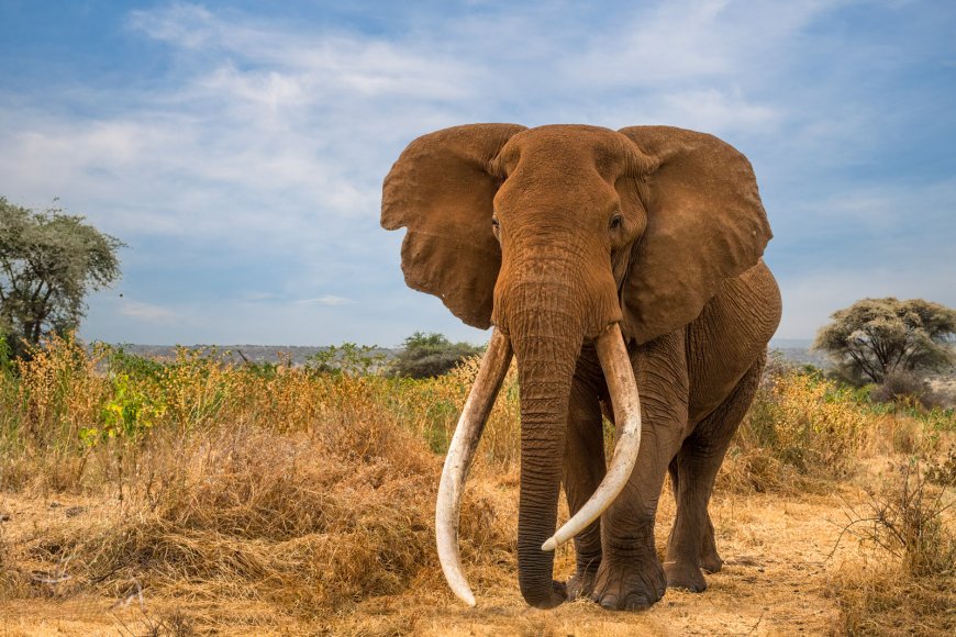 Unique Way Elephant Craig's Body Will Be Preserved Before Public ...